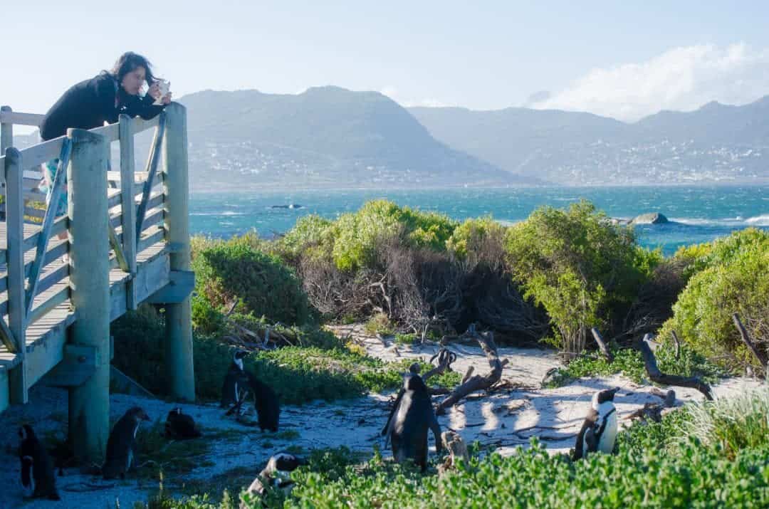 Things to do at Boulders Beach