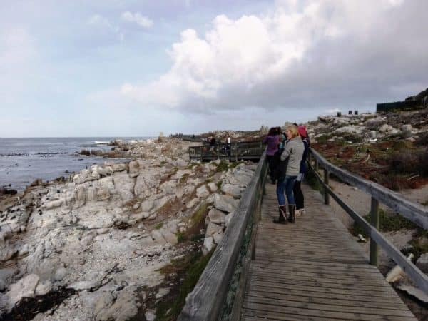 A Guide to Visiting Stony Point Penguin Colony | Stony Point Guide