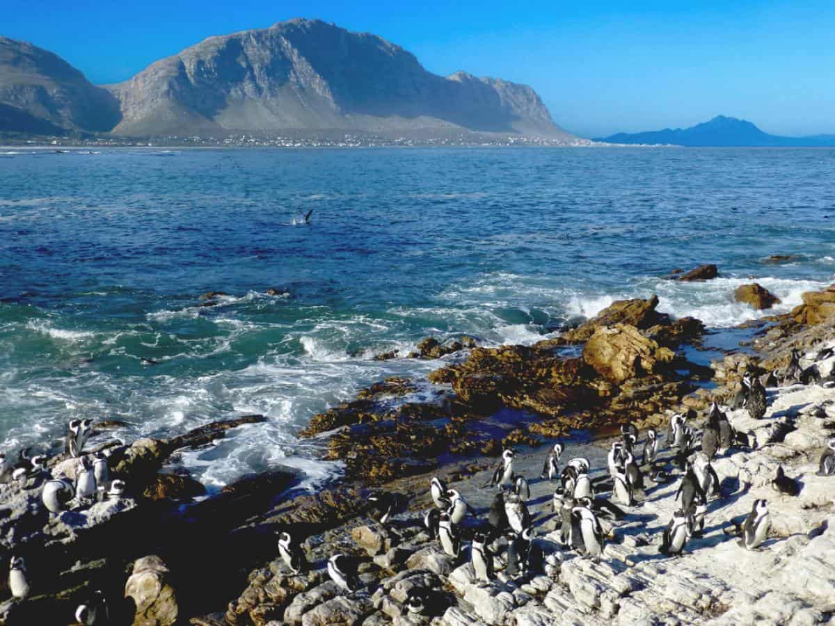 Things to Do at Stony Point Nature Reserve in Bettys Bay