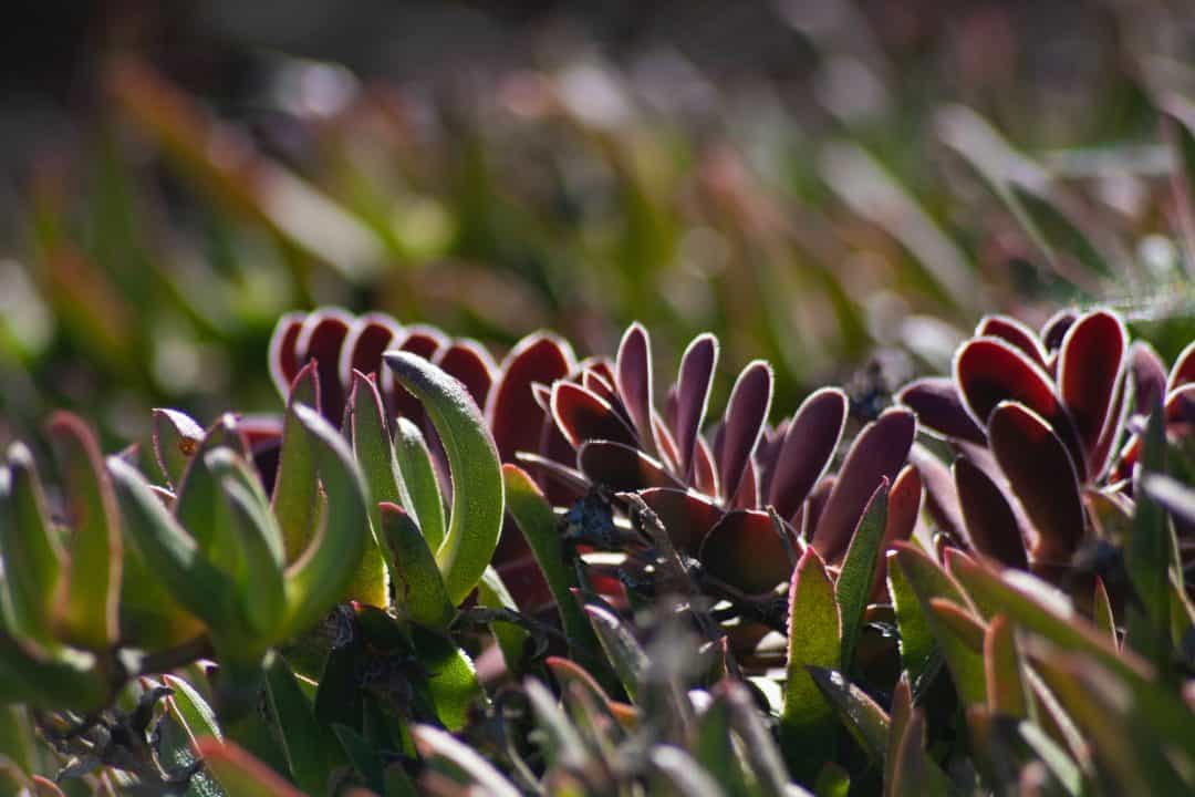 Tygerberg Nature Reserve Activities in Cape Town | Nature Tours