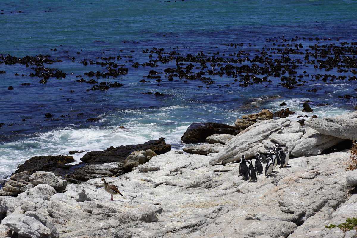 A Guide to Visiting Stony Point Penguin Colony | Stony Point Guide