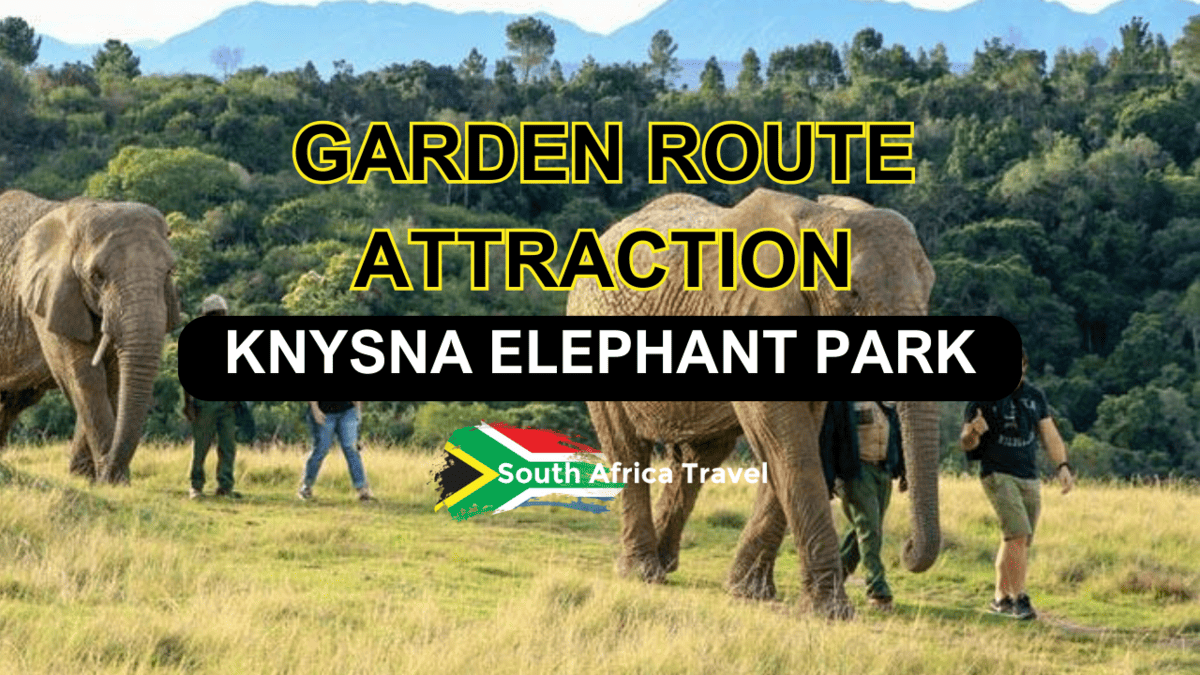 Garden Route Attraction: Knysna Elephant Park