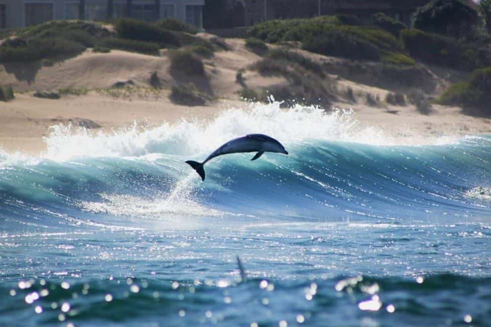 Best Things to Do in Mossel Bay