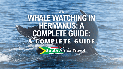 Whale Watching in Hermanus: A Complete Guide | Hermanus