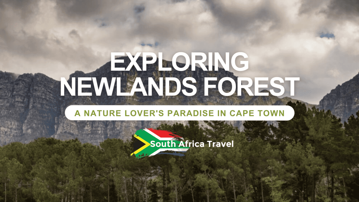 Exploring Newlands Forest: A Nature Lover's Paradise in Cape Town