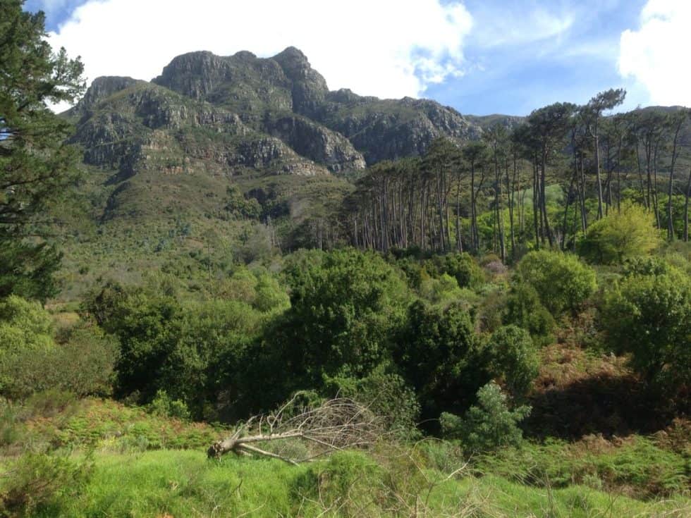 Exploring Newlands Forest: A Nature Lover's Paradise in Cape Town