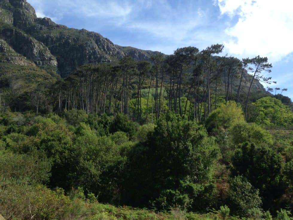 Exploring Newlands Forest: A Nature Lover's Paradise in Cape Town