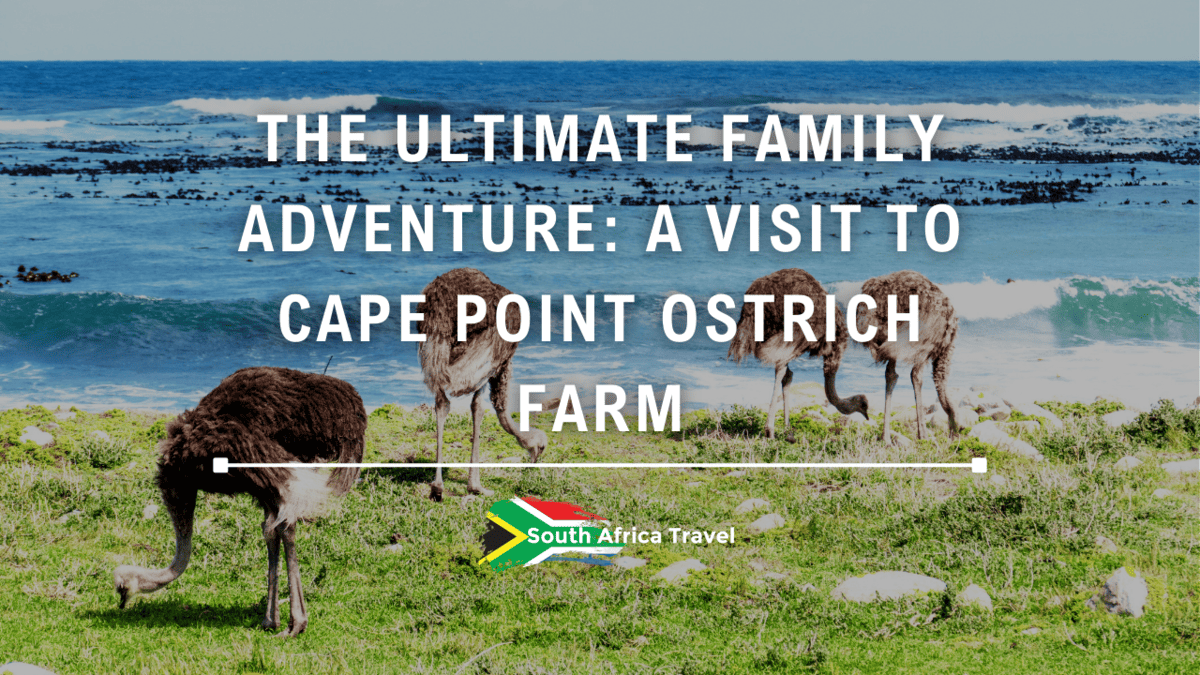 The Ultimate Family Adventure: A Visit to Cape Point Ostrich Farm