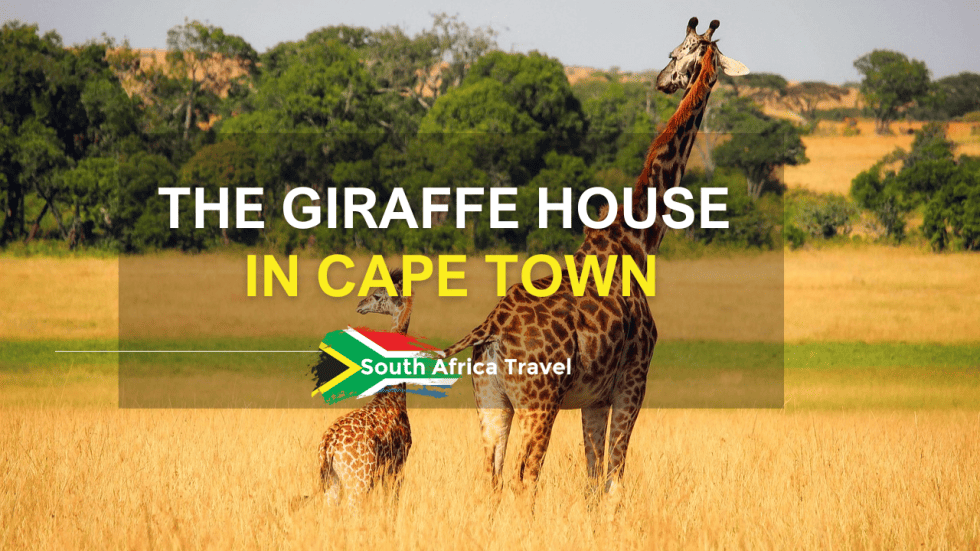 The Giraffe House in Cape Town