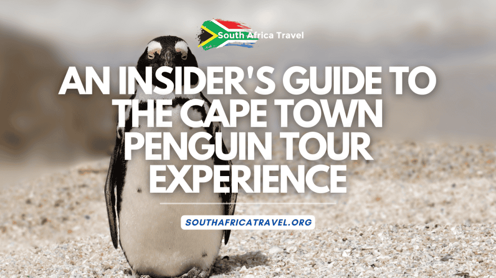 An Insider's Guide to the Cape Town Penguin Tour Experience