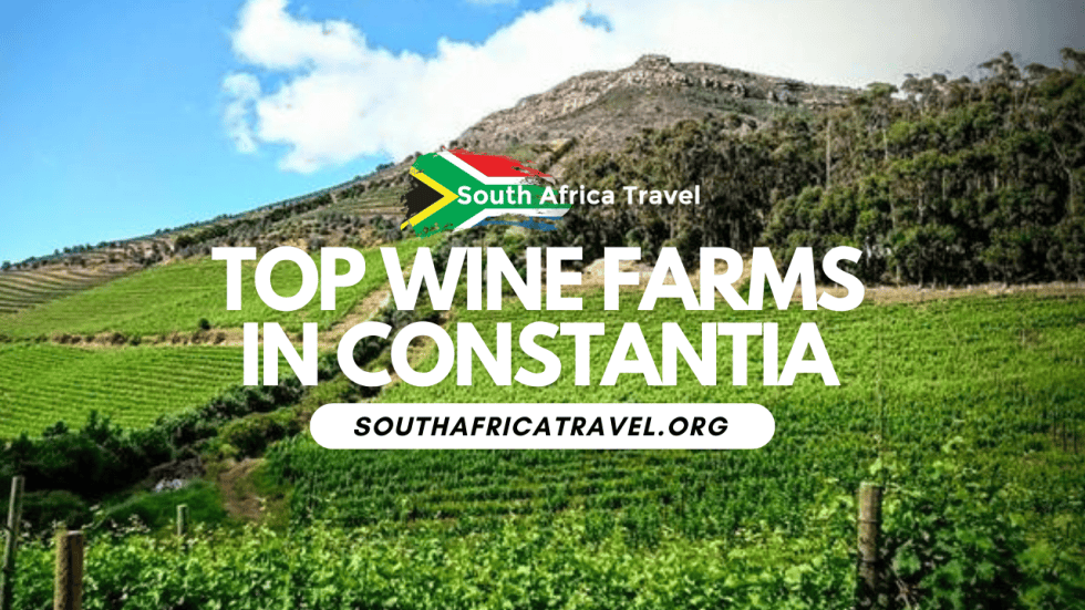 Top Wine Farms in Constantia