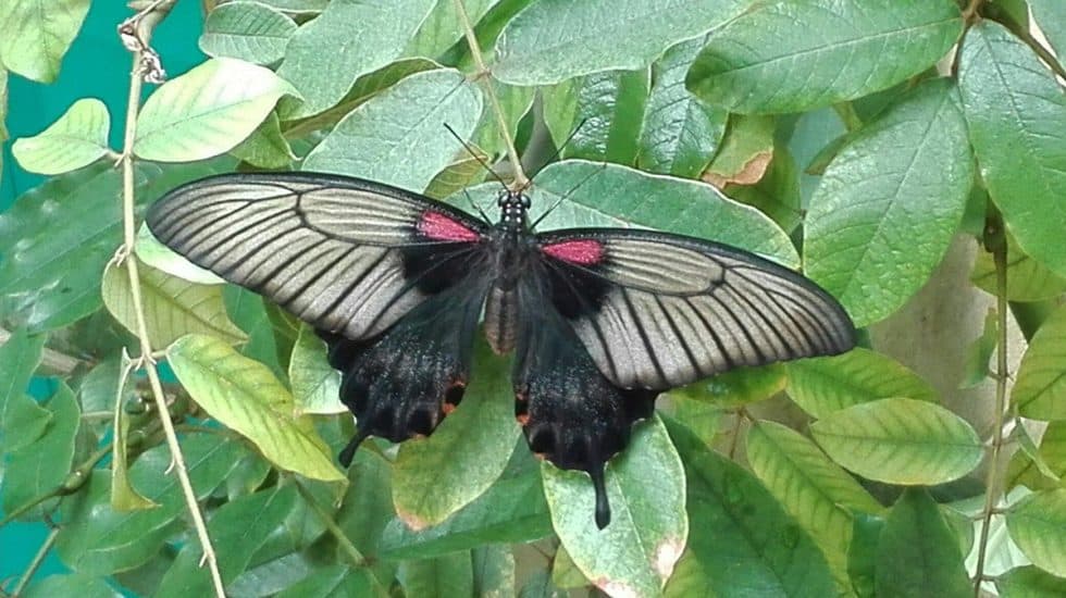Butterfly World Adventures A Must-Visit Destination for Kids in Cape Town