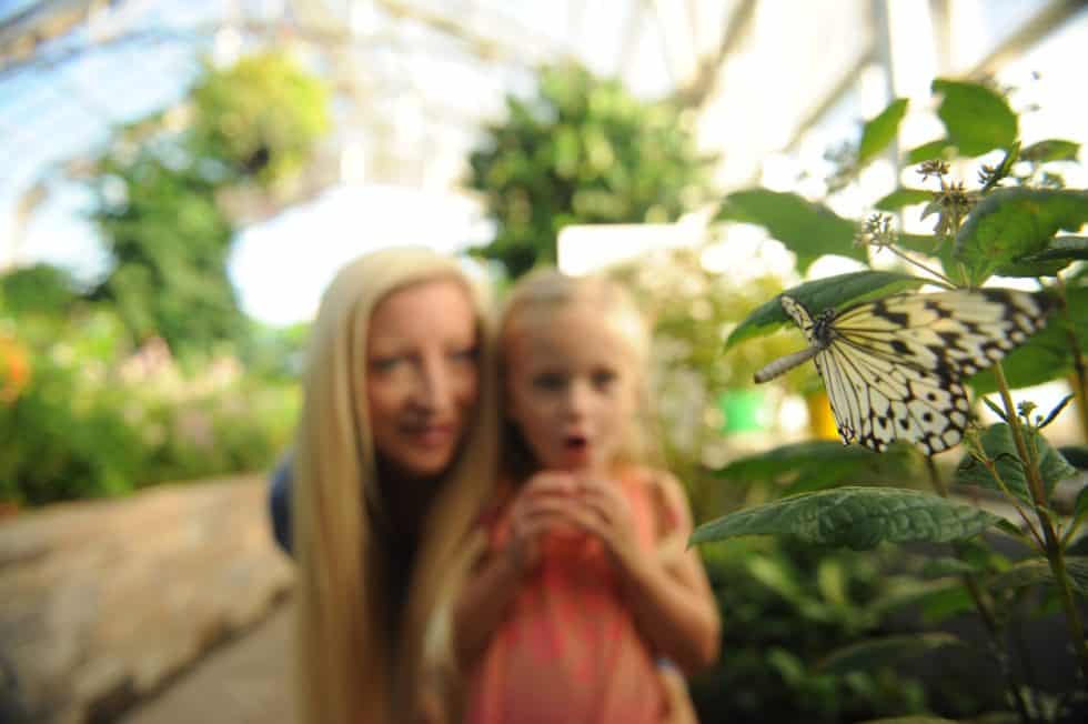 Butterfly World Adventures A Must-Visit Destination for Kids in Cape Town