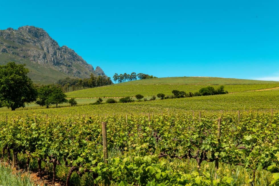 Exploring Stellenbosch on Wine Tours from Cape Town
